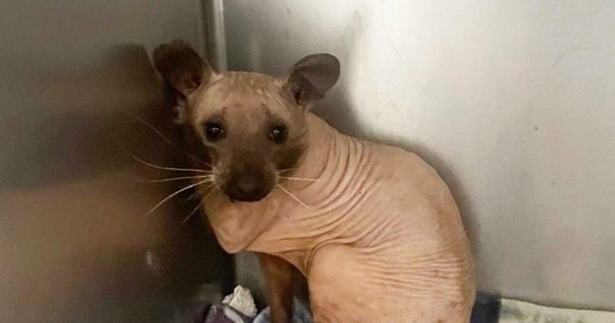 Animal Rescued from the Cold Turns Out to Be a Hairless Raccoon! - My Blog
