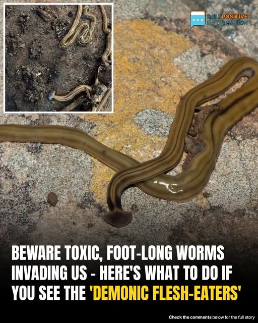 Scientists Warn Foot-Long “Demonic Flesh-Eating” Worms Are Invading The ...